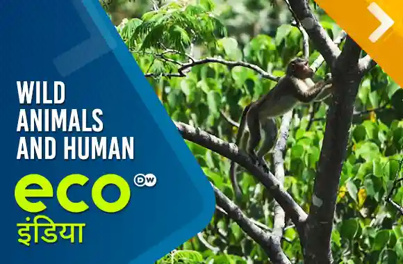 Watch Eco India (Hindi) Online | Wild Animals And Humans | EPIC ON